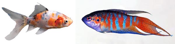 Journal | Discover Nikkei